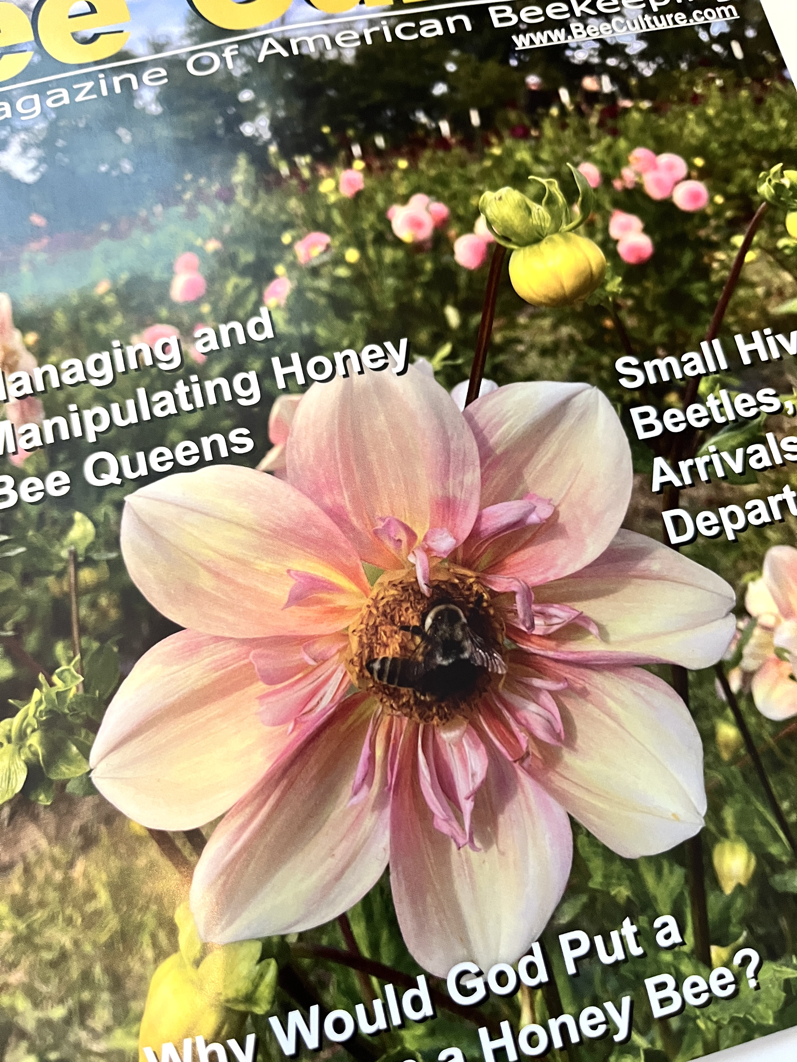 Jennifer Manis – with grace & feathers she flies…